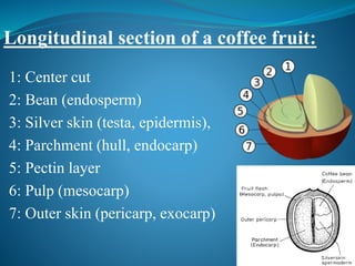 roasting cofee beans | PPTX