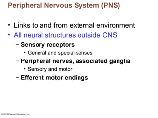 Chapter 13 peripheral Nervous System .ppt