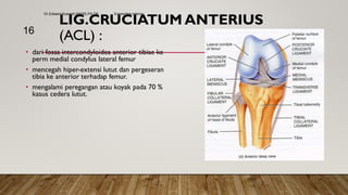 Persendian extremitas inferior | PDF