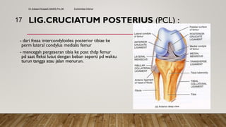 Persendian extremitas inferior | PDF