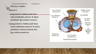 Persendian extremitas inferior | PDF