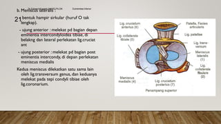 Persendian extremitas inferior | PDF