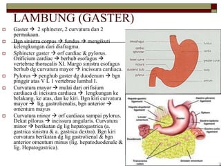 [KP 1.4.1.3] Anatomi Saluran Pencernaan.ppt