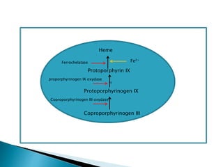 kp 1.4.2.7 Heme Synthesis.ppt