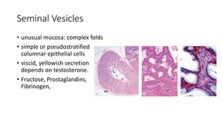 [KP 1.3.5.5] Histologi Genitalia Pria.pptx