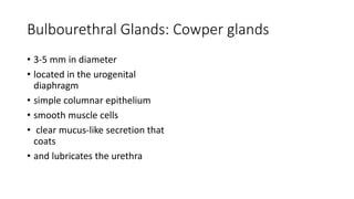 [KP 1.3.5.5] Histologi Genitalia Pria.pptx