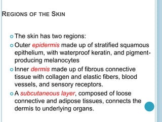 KP 3 anfis-muskuloskeletal.ppt