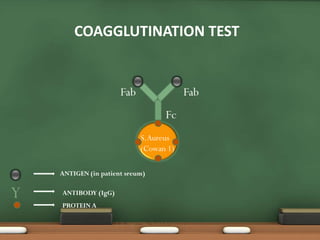 All about Passive agglutination | PPTX