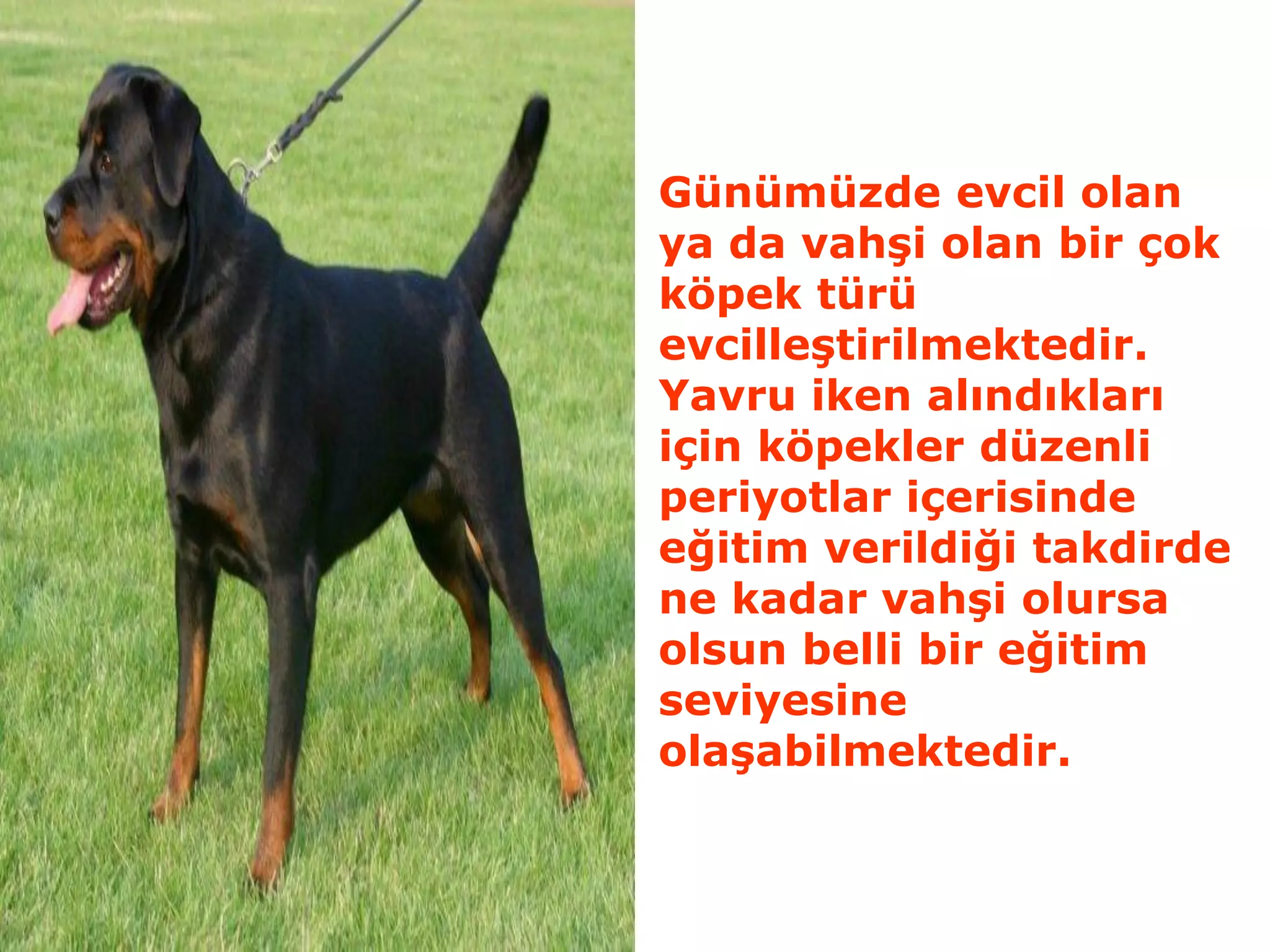 Köpekler ve Özellikleri | PDF