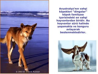 Köpekler ve Özellikleri | PDF