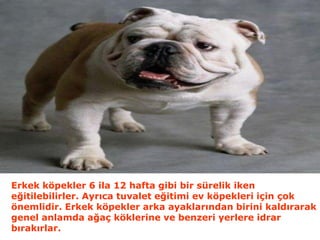 Köpekler ve Özellikleri | PDF