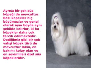 Köpekler ve Özellikleri | PDF