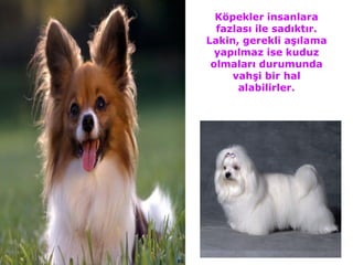Köpekler ve Özellikleri | PDF