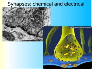 Introduction to Modern Methods and Tools for Biologically Plausible Modelling of Neural ...
