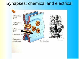 Introduction to Modern Methods and Tools for Biologically Plausible Modelling of Neural ...