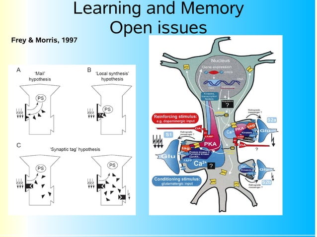 Introduction To Modern Methods And Tools For Biologically Plausible Modelling Of Neural