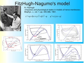 Introduction to Modern Methods and Tools for Biologically Plausible Modelling of Neural ...
