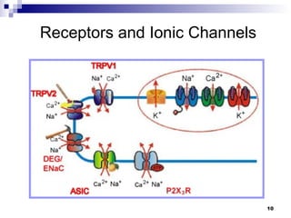 Molecular Mechanisms of Pain. Part 1 | PPT