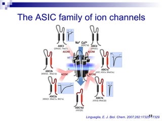 Molecular Mechanisms of Pain. Part 1 | PPT
