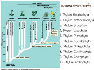 Kingdom plantae | PDF