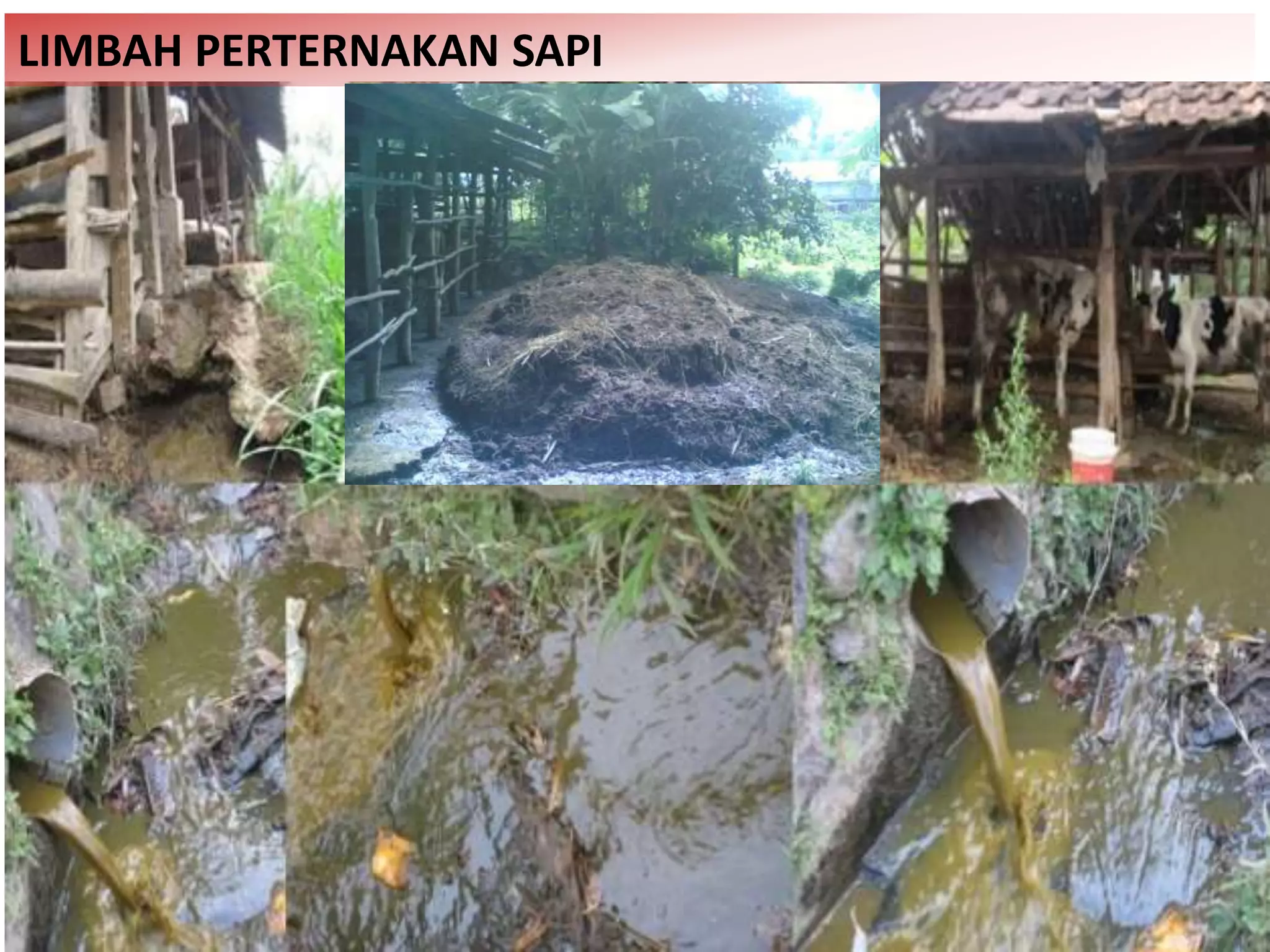 Teknologi Pengolahan Limbah Peternakan menjadi Biogas | PPSX