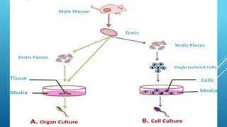 Organ culture types introduction methods application | PPTX