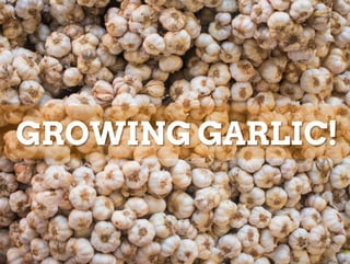 Growing Garlic | PDF
