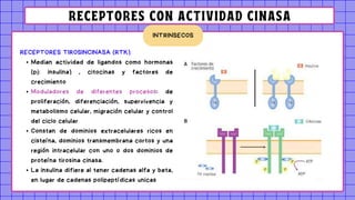 Receptores_enzimaticos_ presentación farmacología.pdf