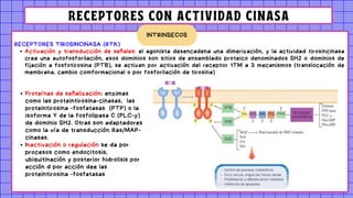 Receptores_enzimaticos_ presentación farmacología.pdf
