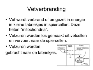 Krachttraining en vet verbranding | PPT