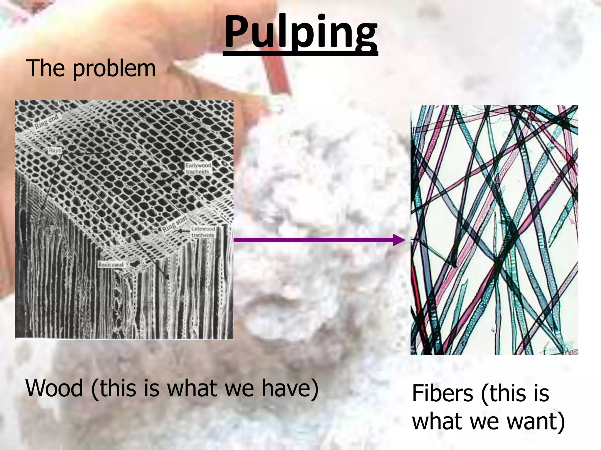 Kraft process | PPT
