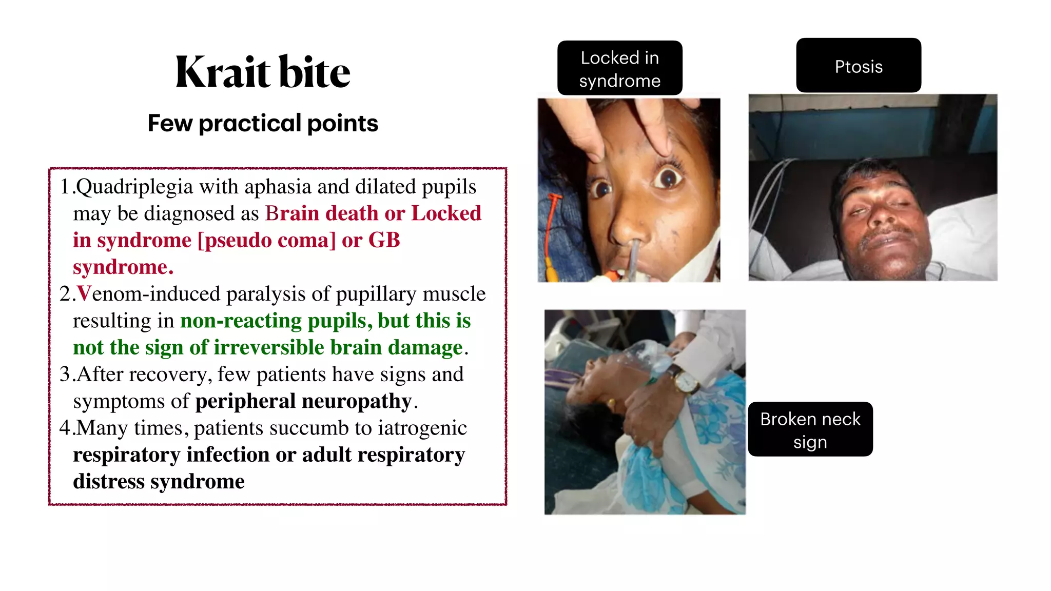 Krait : Envenomation | PDF