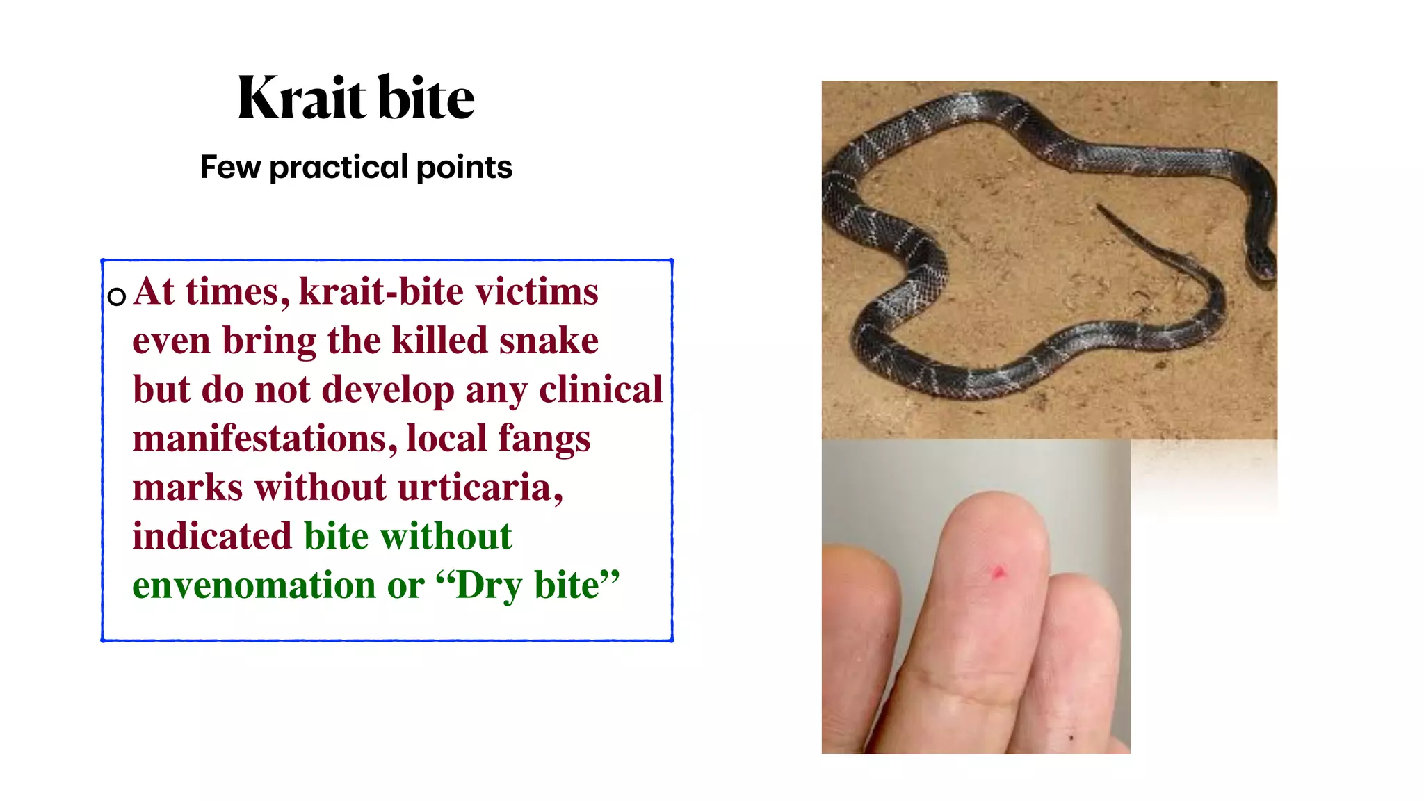 Krait : Envenomation | PDF