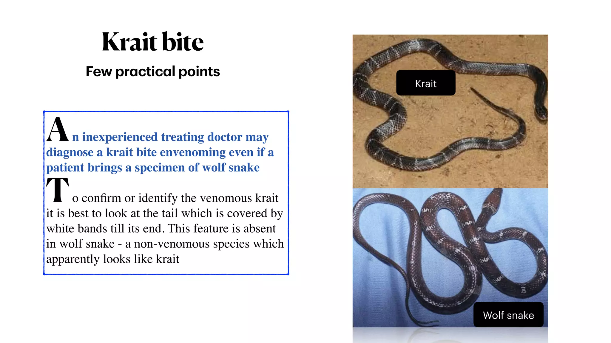 Krait : Envenomation | PDF