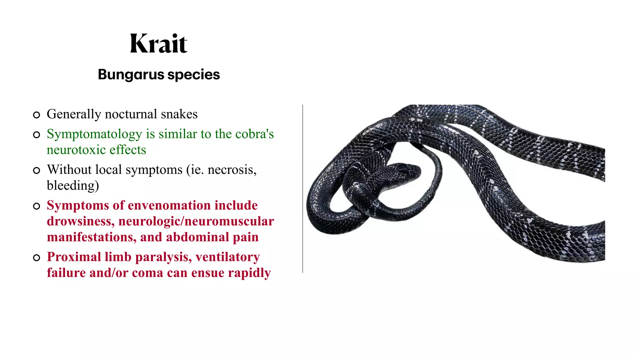 Krait : Envenomation | PDF