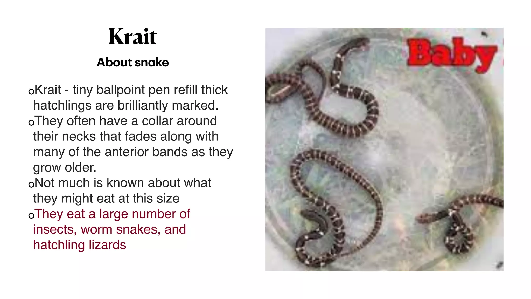 Krait : Envenomation | PDF