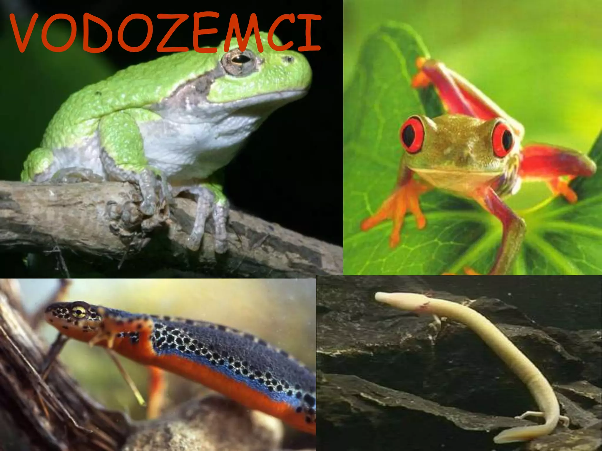 kraljeznjaci.ppt