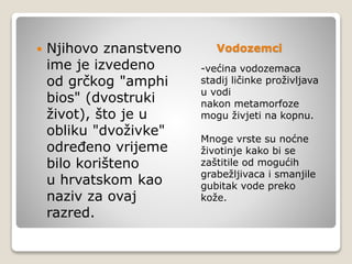 kraljeznjaci.ppt