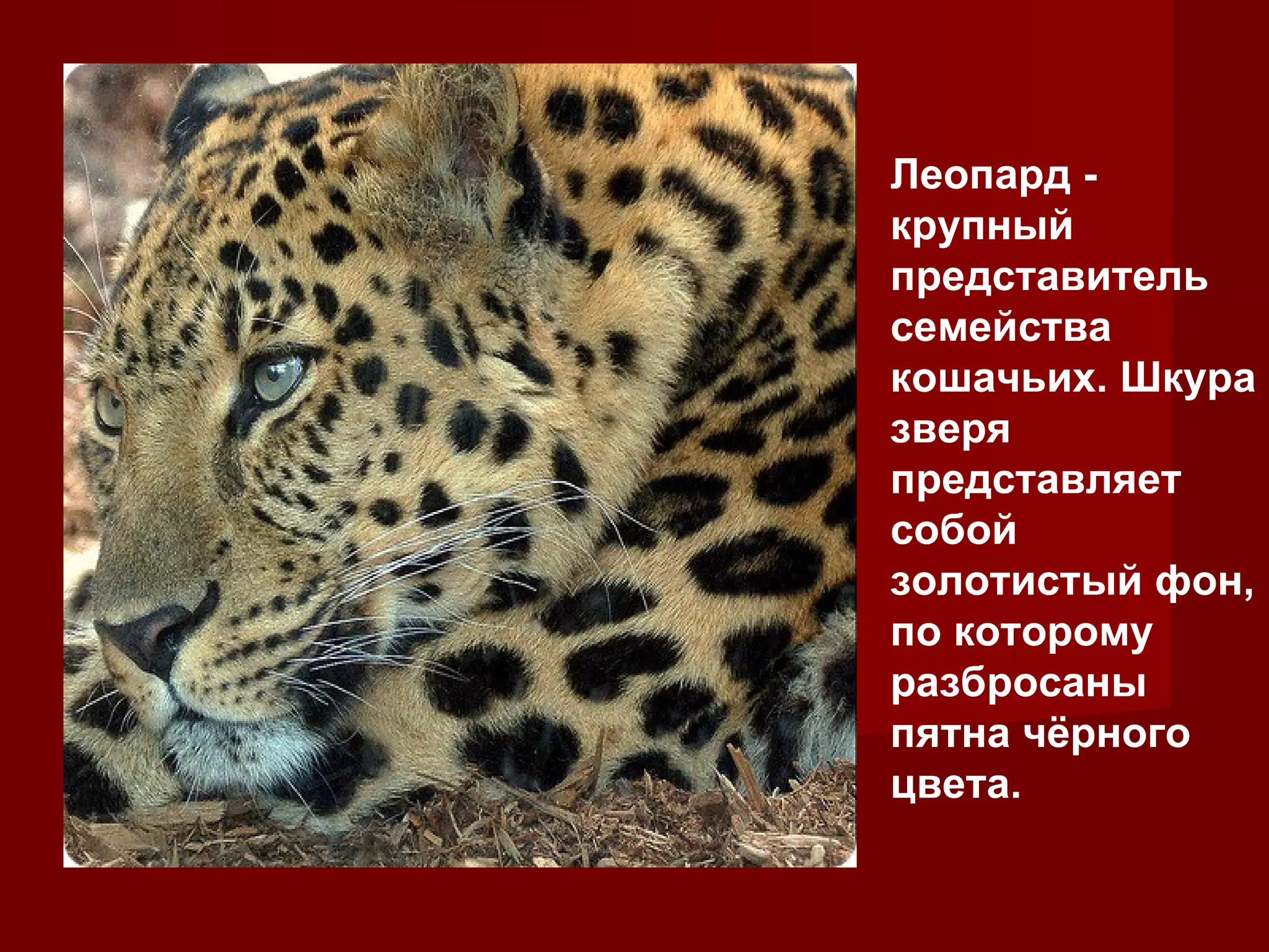 Krasnaya kniga | PPT