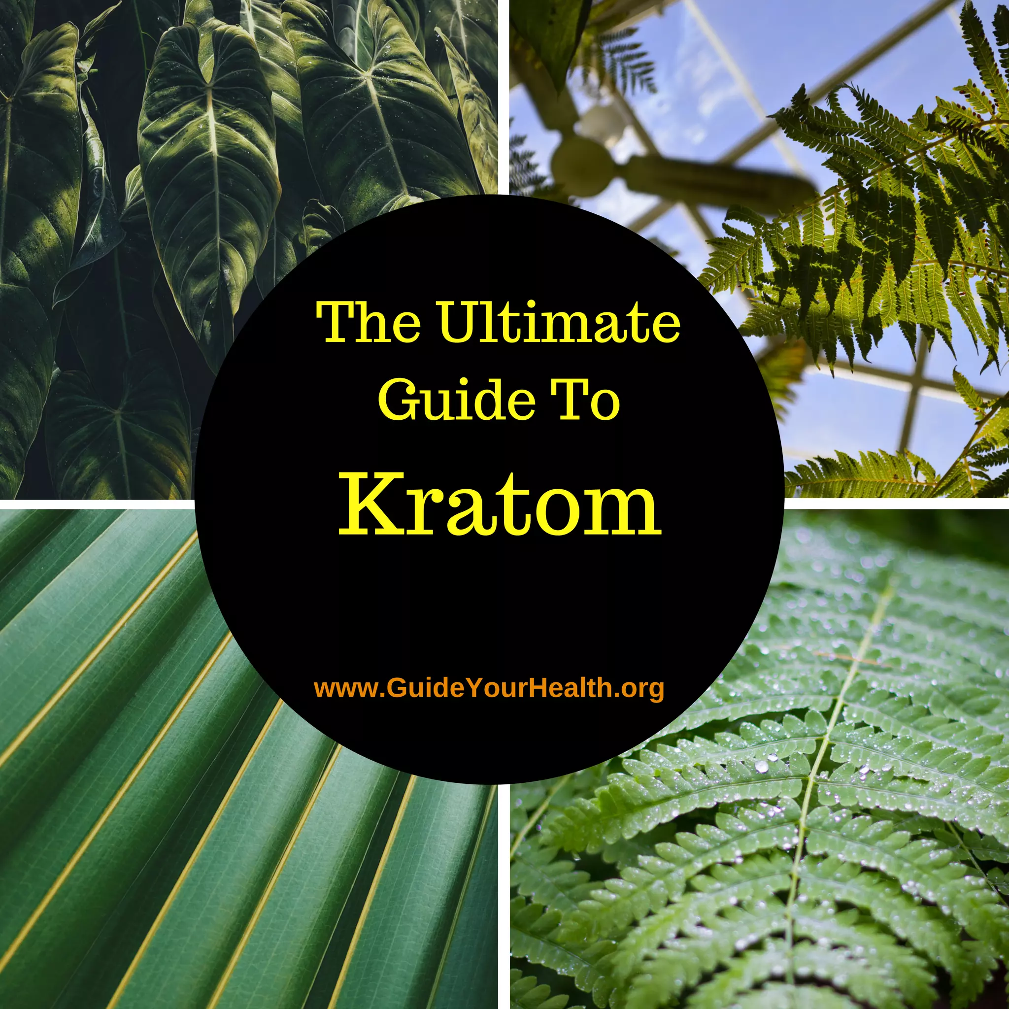 Ultimate Guide To Kratom | PDF