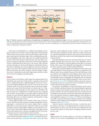 Krause and Mahan's Food and Nutrition Care Process 16th Edition.pdf