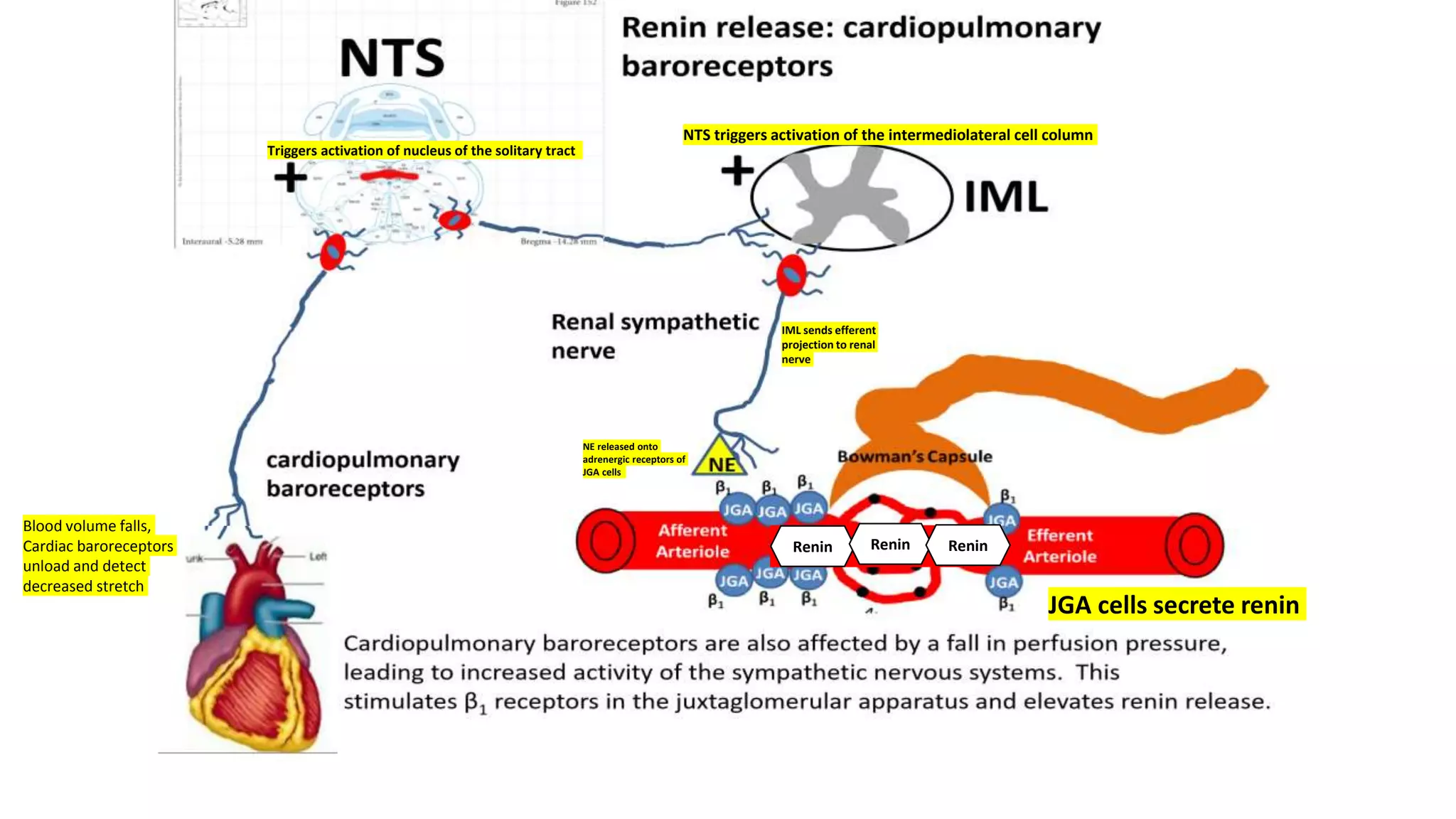 *ANIMATED*: How Drugs Affect the Kidneys | Shayne McKee | PPT