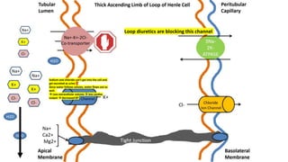 *ANIMATED*: How Drugs Affect the Kidneys | Shayne McKee | PPT