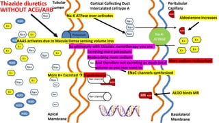 *ANIMATED*: How Drugs Affect the Kidneys | Shayne McKee | PPT