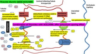 *ANIMATED*: How Drugs Affect the Kidneys | Shayne McKee | PPT