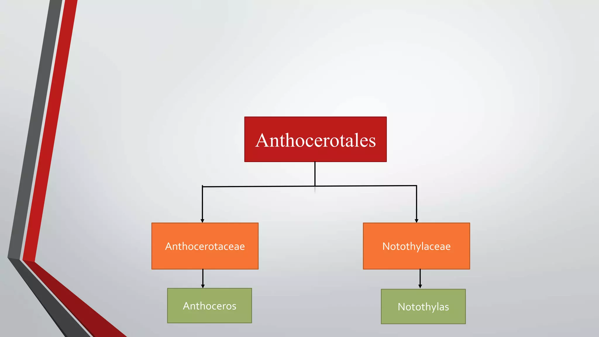 Kr bryophyta classification | PPTX