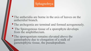 Kr bryophyta classification | PPTX