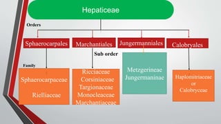 Kr bryophyta classification | PPTX