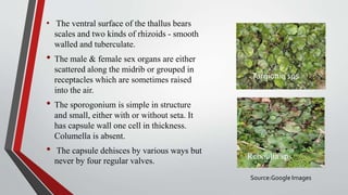 Kr bryophyta classification | PPTX