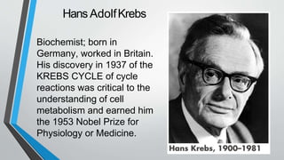 Kreb Cycle and steps involved in kreb cycle | PPTX | Chemistry | Science